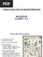 Panopea Generosa | PDF | Bivalvia