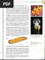 Anatomía detallada del canal anal | PDF | Intestino grueso | Membrana ...