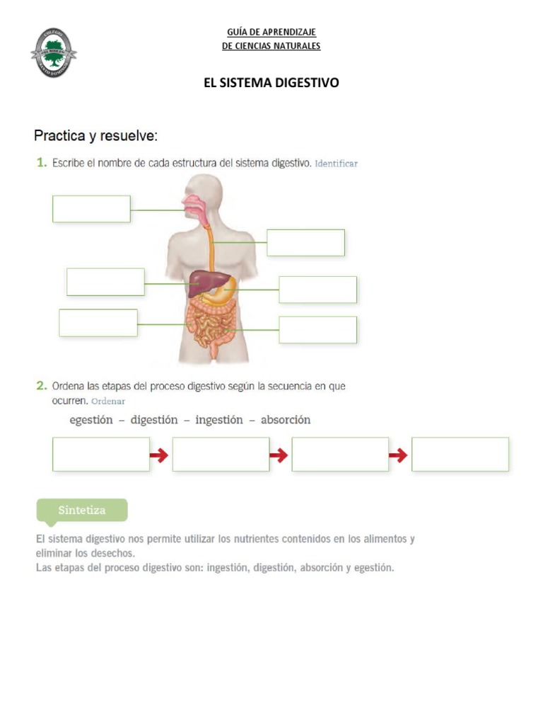 Guía del sistema digestivo | PDF