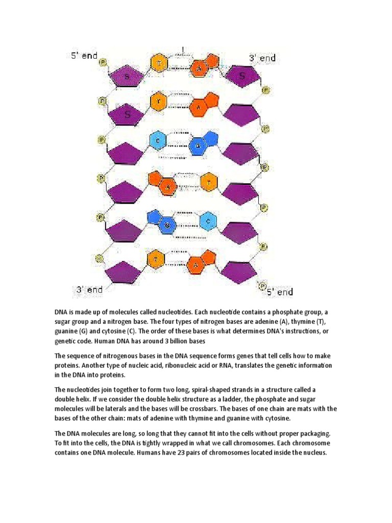 DNA Structure | PDF