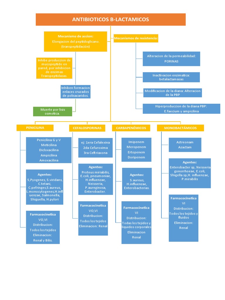 Mapa Conceptual B Lactamicos | PDF | Penicilina | Farmacia
