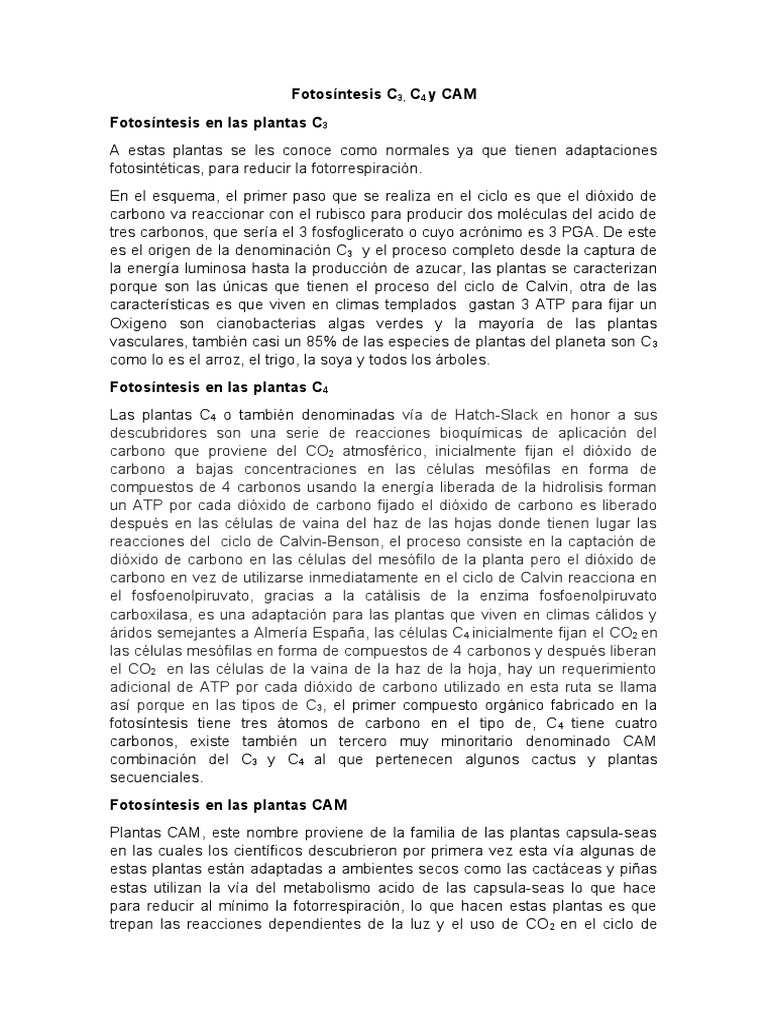 Fotosíntesis C3 vs C4 vs CAM: Diferencias clave | PDF | Fotosíntesis ...