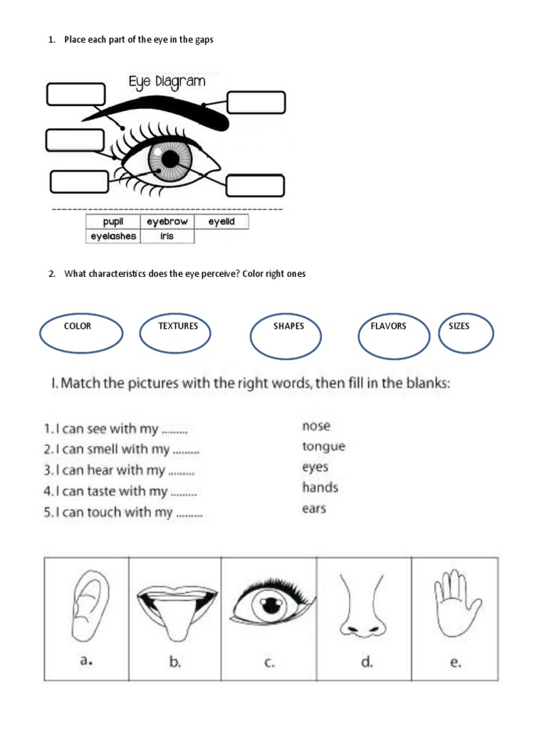 Science Exam Five Senses | PDF
