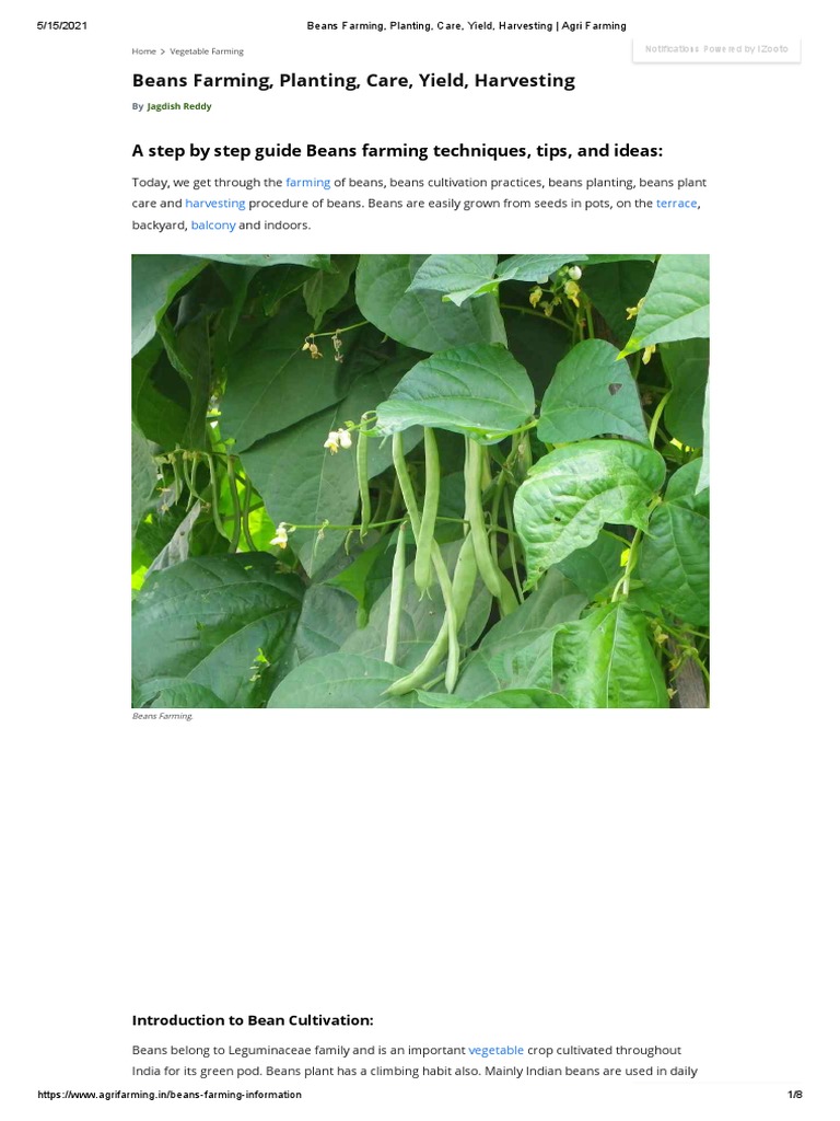 Beans Farming, Planting, Care, Yield, Harvesting - Agri Farming | PDF ...