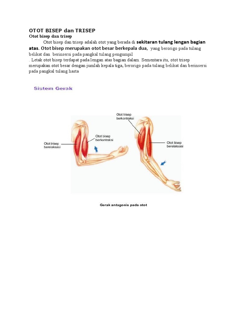 OTOT BISEP Dan TRISEP | PDF