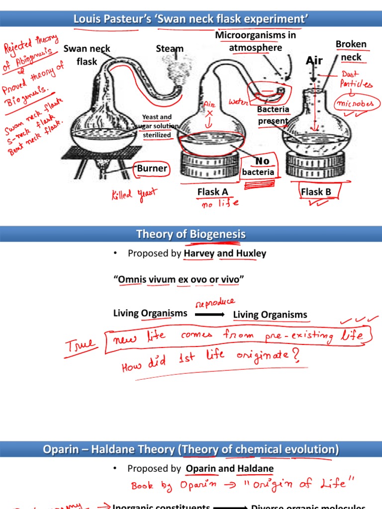 Louis Pasteur's Swan Neck Flask Experiment' | PDF | Abiogenesis | Life
