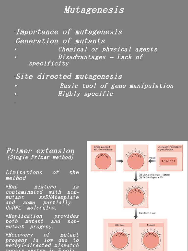Site Directed Mutagenesis Overview | PDF | Wellness | Technology ...