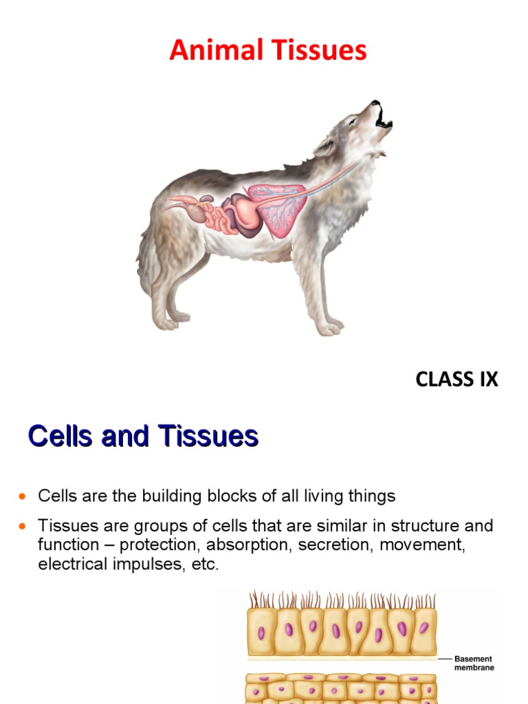 Animal Tissues: Class Ix | PDF | Epithelium | Tissue (Biology)