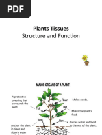 Function and Role of Plumule in Seeds | PDF | Seedling | Biology