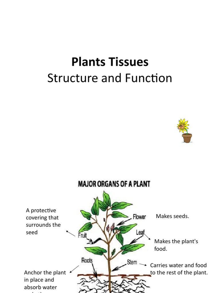 Plant Tissue For Class 9 - 1 | PDF | Leaf | Tissue (Biology)