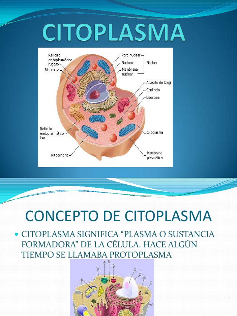 Citoplasma | PDF | Citoplasma | Biología Celular)