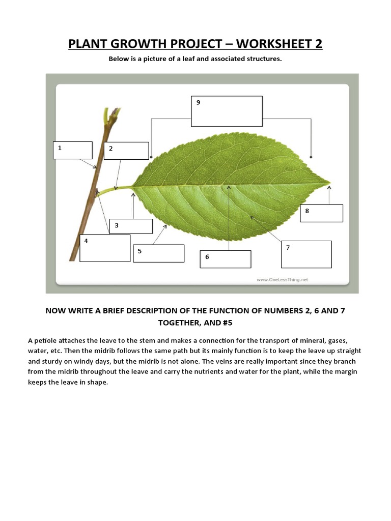 Diego Andres Heredia Ticona - Plant Growth Project WS 2 | PDF
