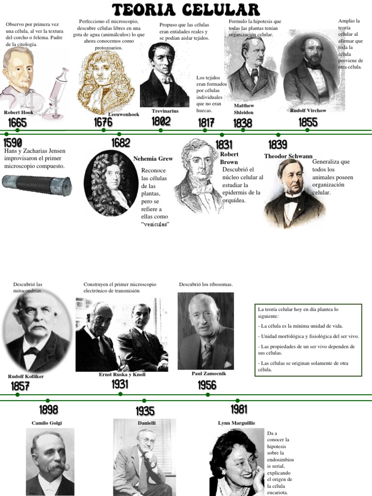 Linea Del Tiempo Teoría Celular | PDF | Mitosis | Biología Celular)