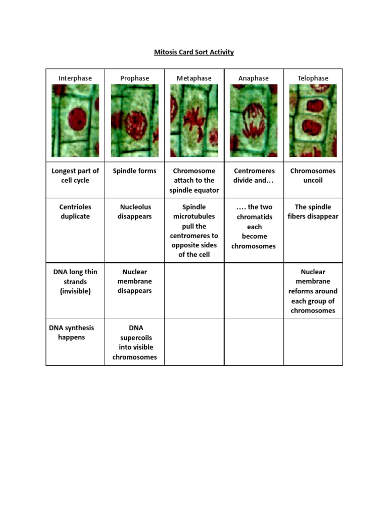 Mitosis Stages Card Sort Guide | PDF