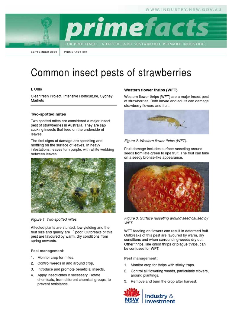 Common Insect Pests of Strawberries | PDF | Pest (Organism) | Pest Control