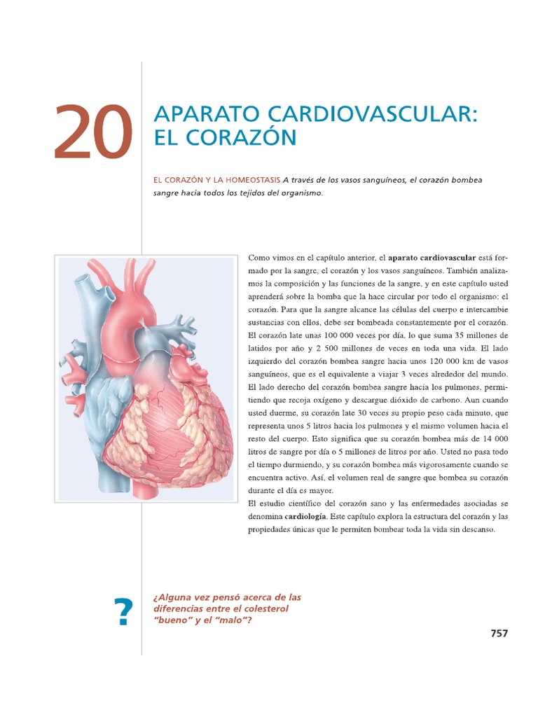 Tortora Capítulo 20 - Sistema Circulatorio | PDF