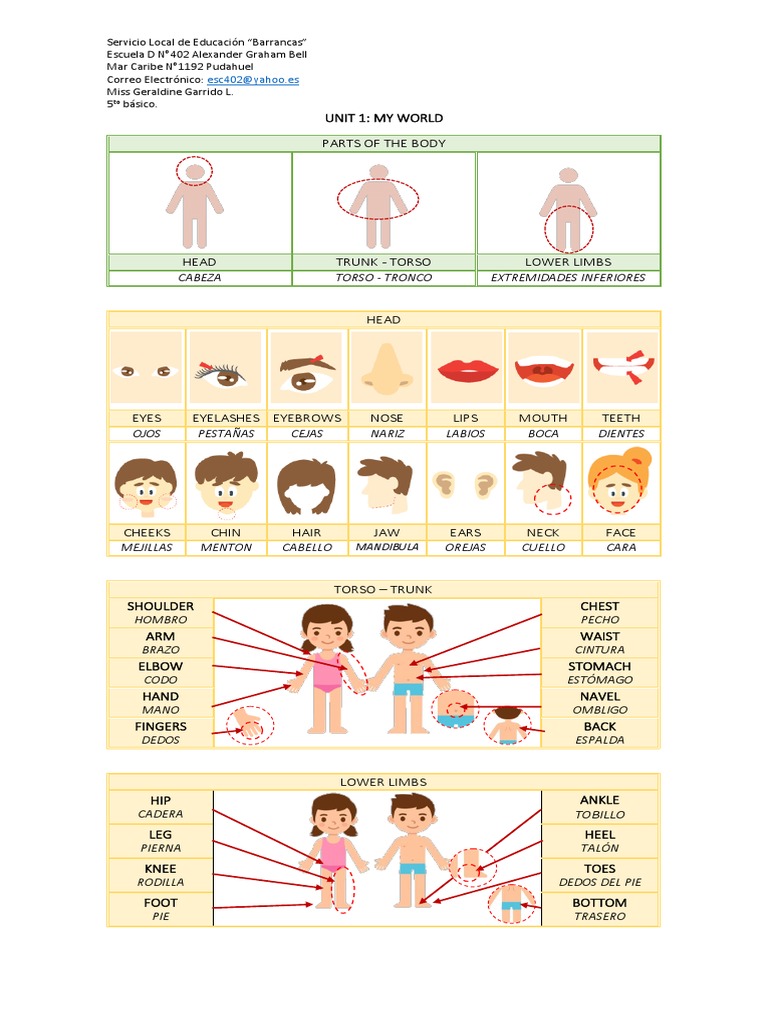 Partes del Cuerpo para Niños en Inglés | PDF | Sistema ...