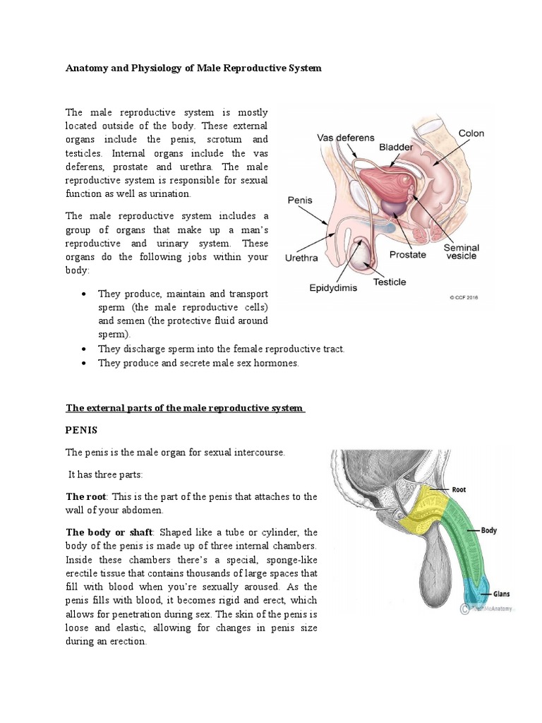 Anatomy and Physiology of Male Reproductive System | PDF | Testicle | Penis