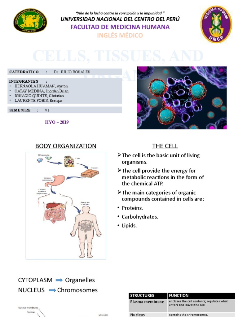 Cells, Tissues, and Organs | Download Free PDF | Human Body | Cell ...