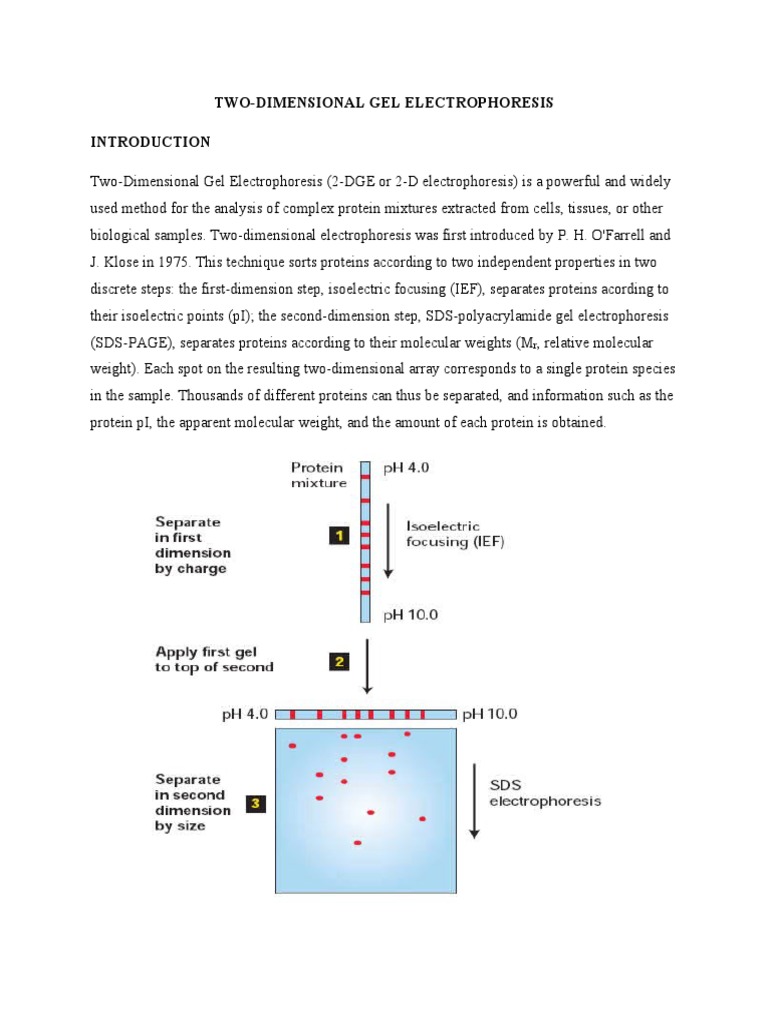 2D Gel Electrophoresis | PDF