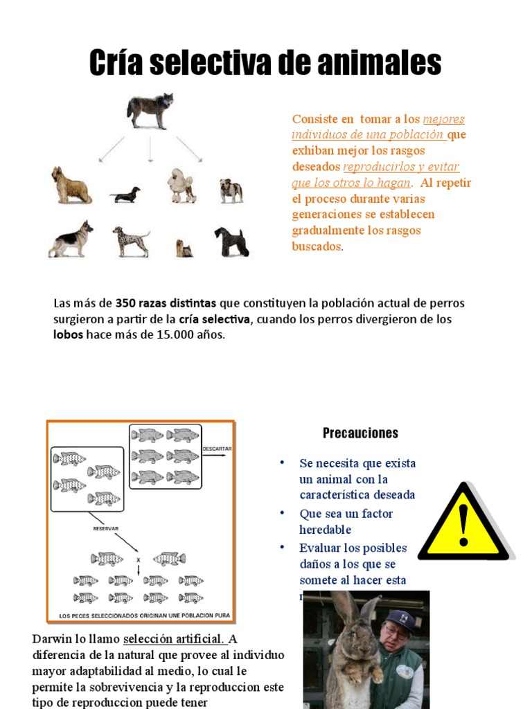 Cría Selectiva de Animales | PDF | Crianza selectiva | Reproducción