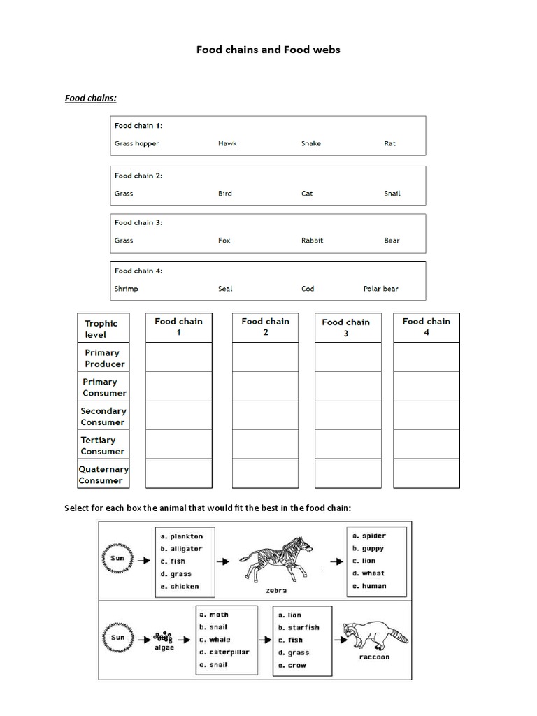 Food Chains and Food Webs Worksheet | PDF