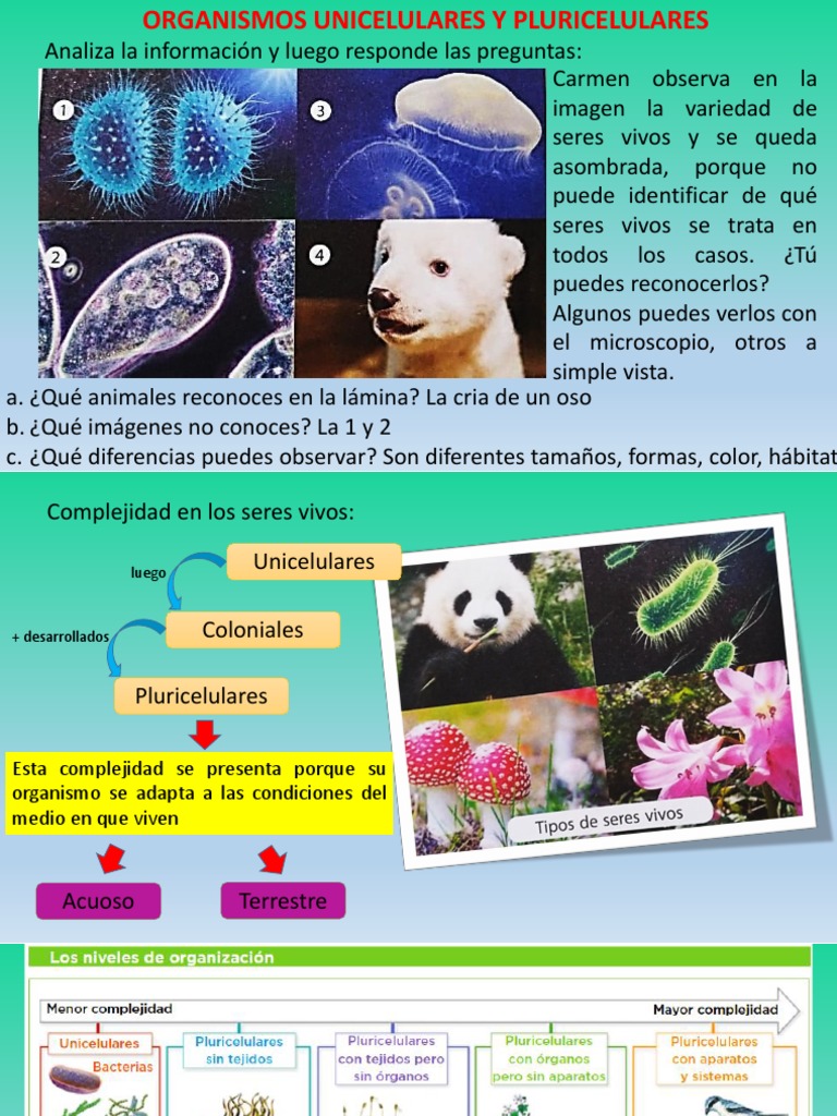 Organismos Unicelulares y Pluricelulares | PDF | Organismos | Biología ...