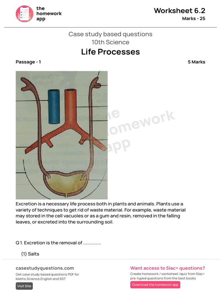(Worksheet 6.2) - (Life Processes) | PDF | Excretion | Stomach