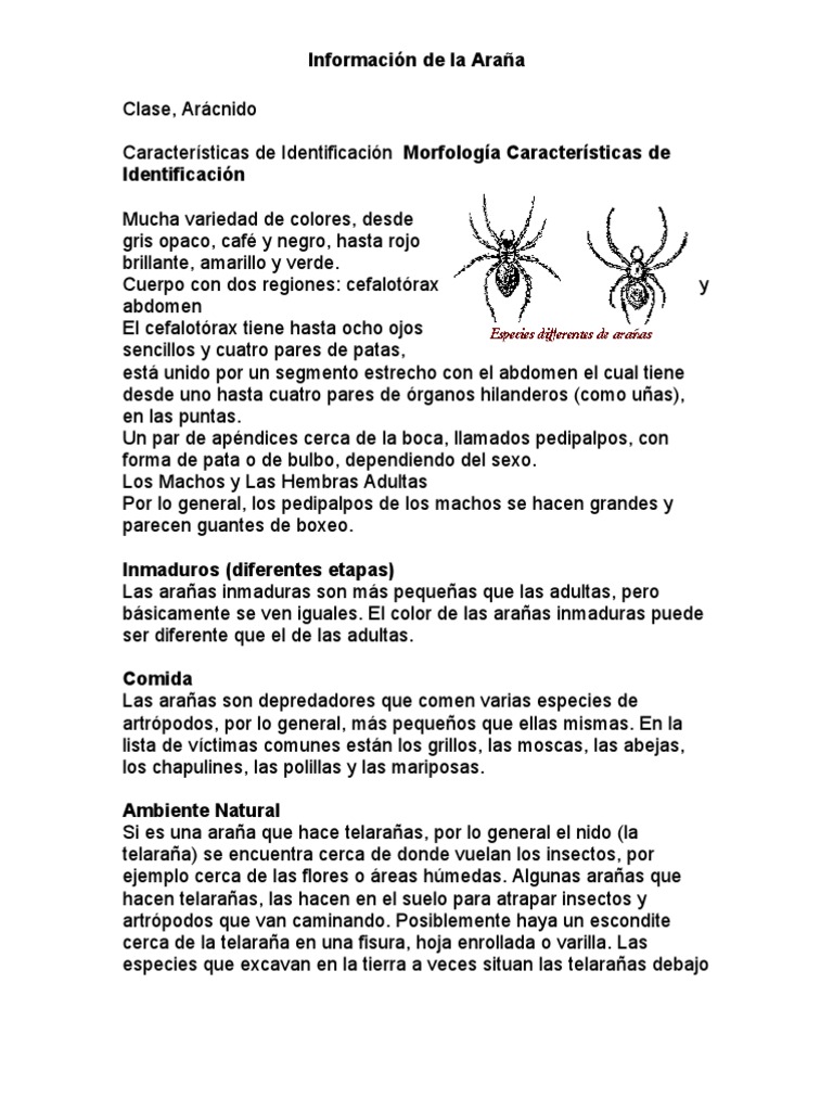 Información sobre Arañas para Niños | PDF | Araña | Insectos