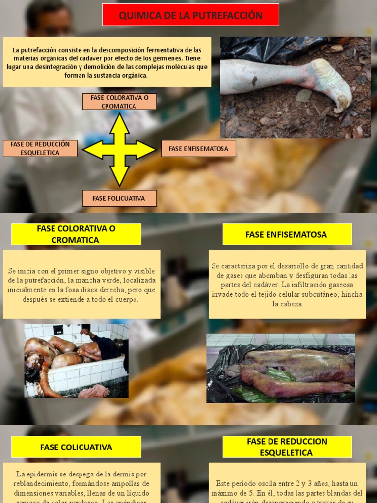 Quimica de La Putrfaccion | PDF | Descomposición