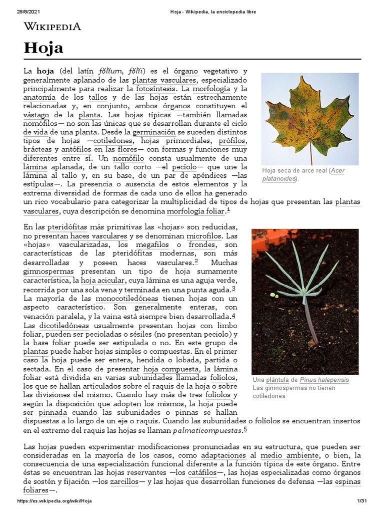 Hoja - Wikipedia, La Enciclopedia Libre | PDF | Hoja | Estoma