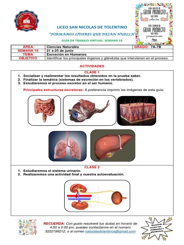 Excreción en Humanos | PDF