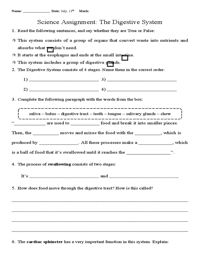 4th Grade Digestive System Assignment | PDF | Human Digestive System ...