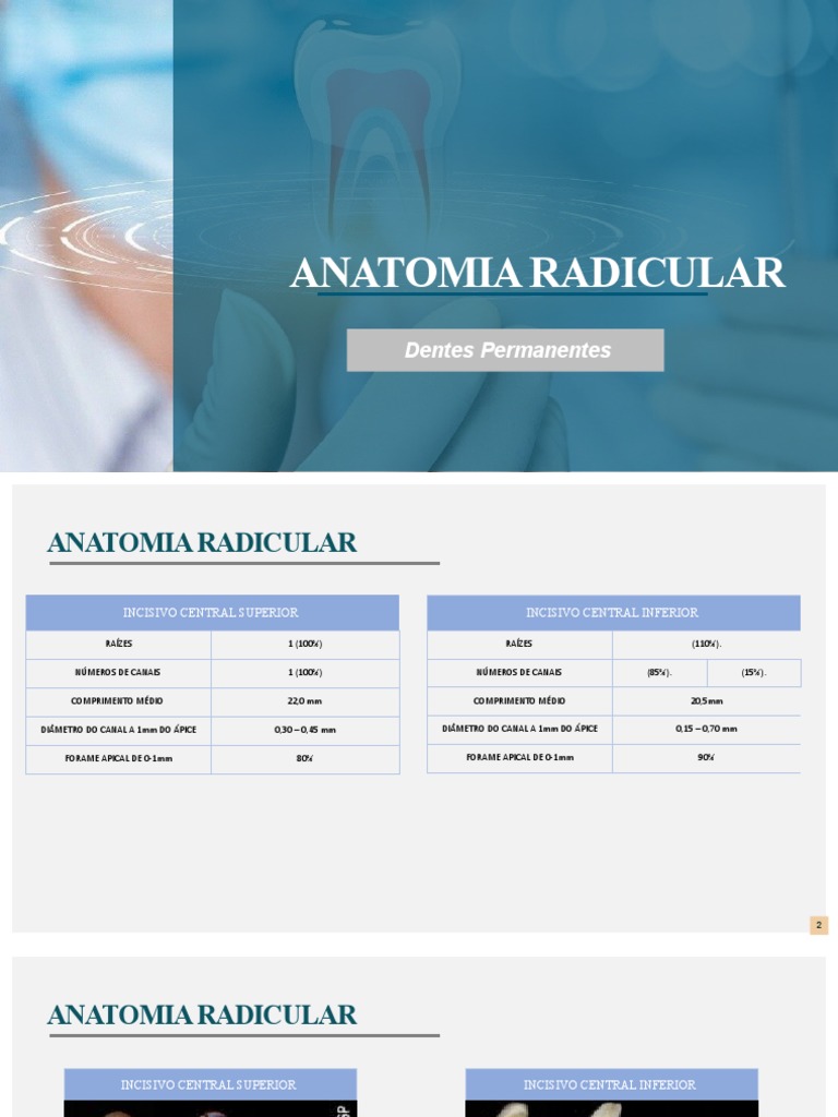 Anatomia radicular dos dentes permanentes: características morfológicas ...