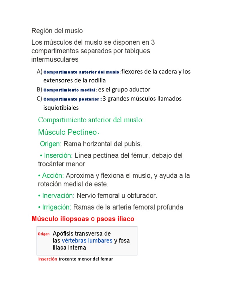 Muslo | PDF | Anatomía del miembro inferior | Sistema musculoesquelético