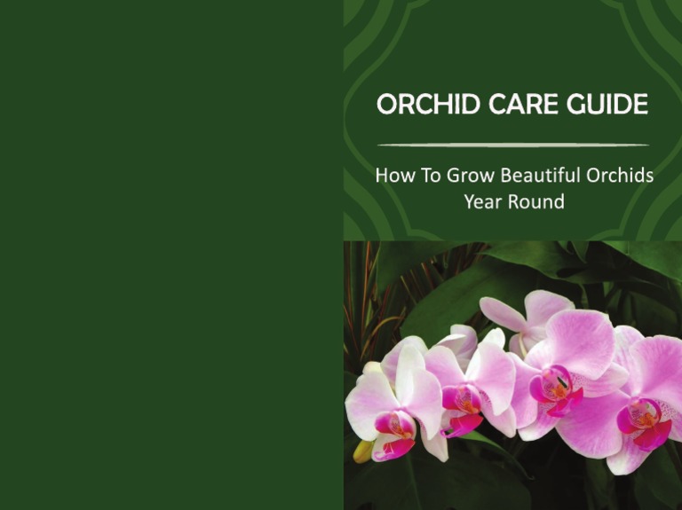 Orchid Care Guide - How To Grow Beautiful Orchids Year Round | PDF