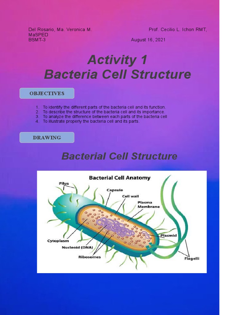Del Rosario Microbio Activity 1 Bacteria Cell | PDF | Bacteria | Cell ...