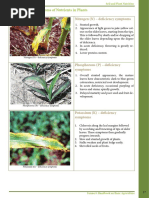 Strawberry Nutrients Deficiency Symptoms | PDF | Plant Nutrition | Leaf