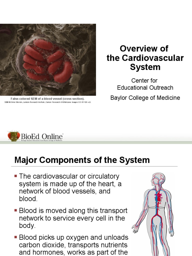 Overview of The Cardiovascular System: Center For Educational Outreach ...