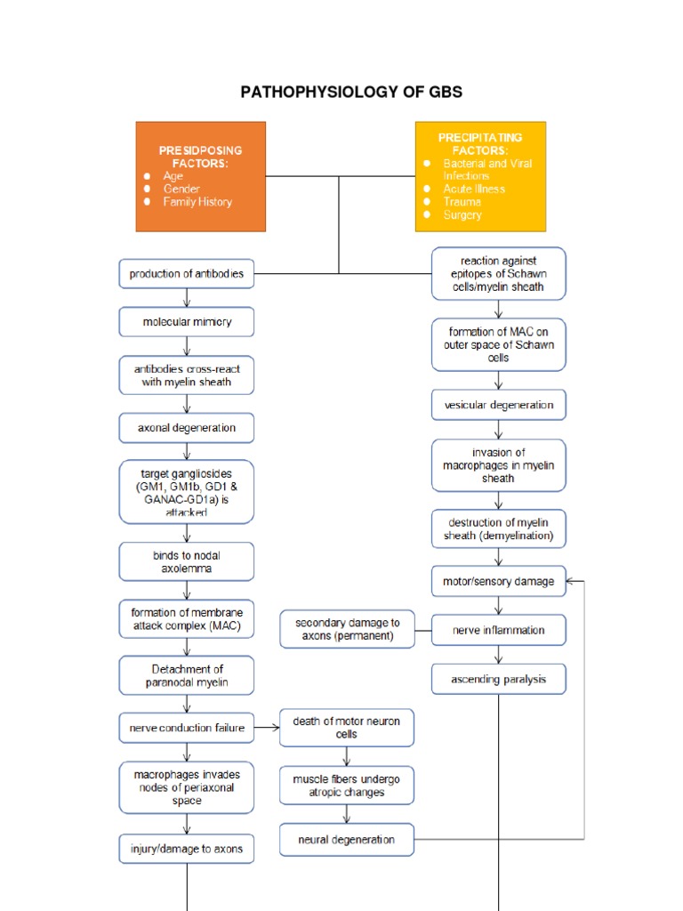Pathophysiology of Gbs | PDF