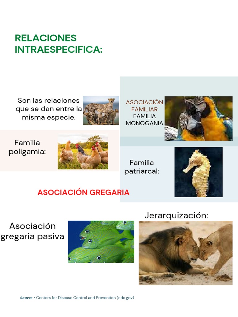 Relaciones Intraespecifica | PDF