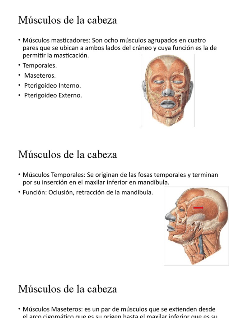 Músculos de La Cabeza | PDF | Anatomía humana | Cabeza y cuello humanos