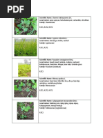 Forage Grasses and Legumes List | PDF | Legume | Clover