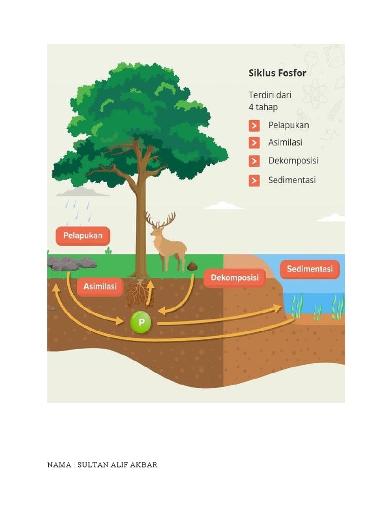 Siklus Fosfor | PDF