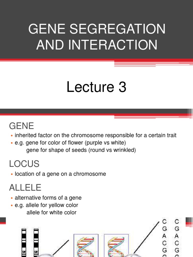 Gene Segregation & Interaction Lecture | PDF | Dominance (Genetics ...