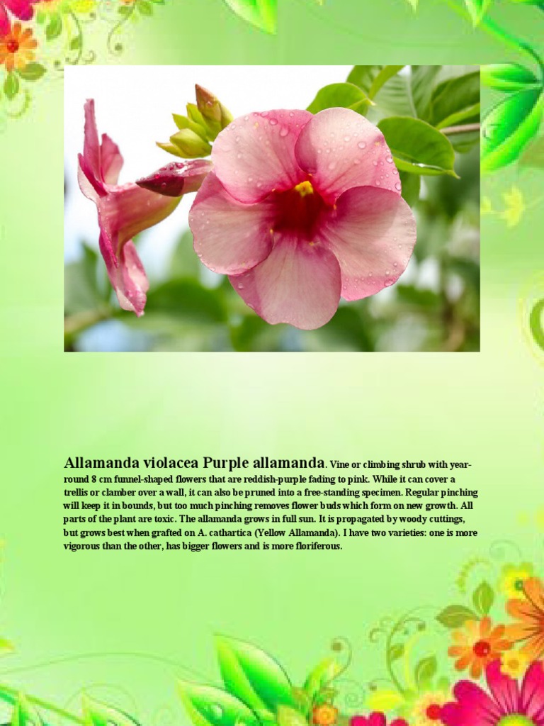 Allamanda Violacea Purple Allamanda | PDF | Organisms | Horticulture And Gardening