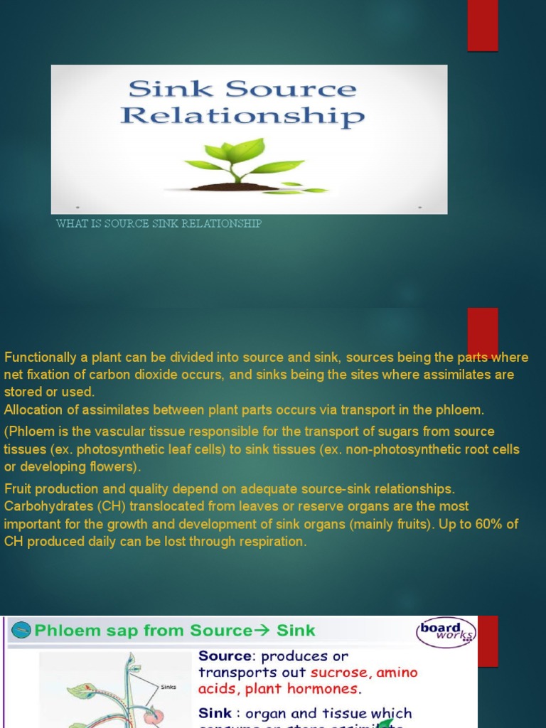 Source Sink Relationship | PDF