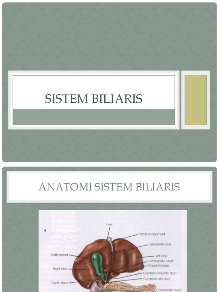 Anatomi dan Fungsi Sistem Biliaris | PDF | Sains & Matematika