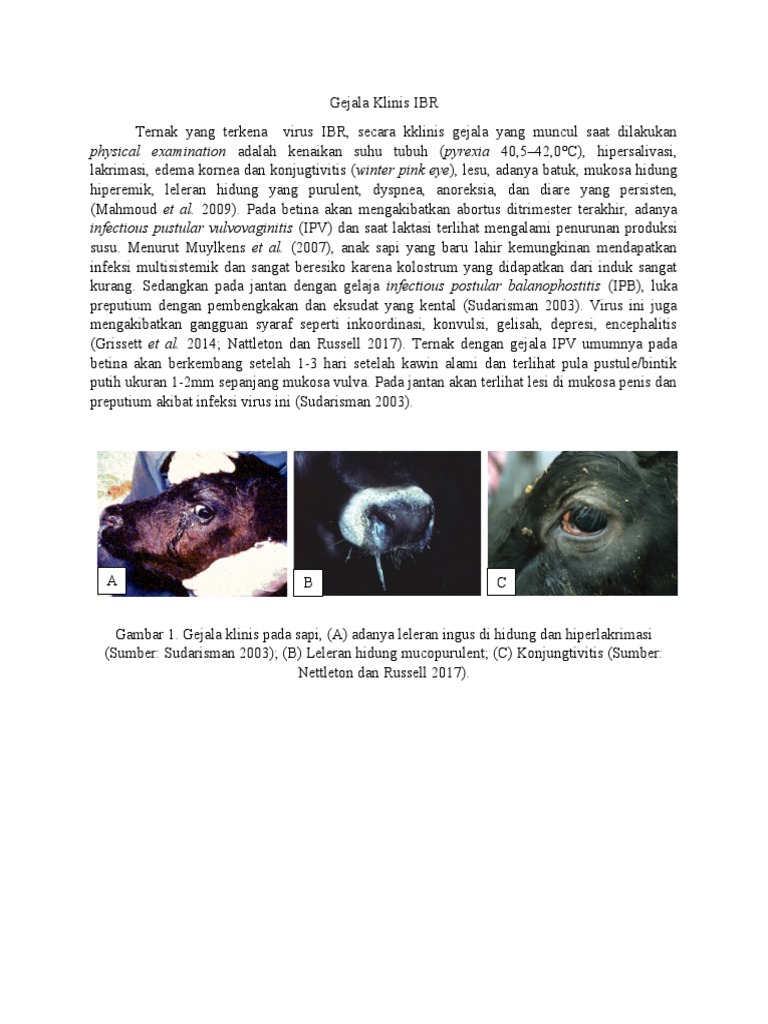 Gejala Klinis IBR | PDF