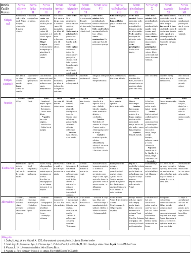Pares Craneales. Cuadro Comparativo. | PDF | Órgano (anatomía) | Neurociencia